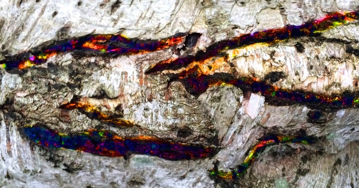 Photography Club: Bark