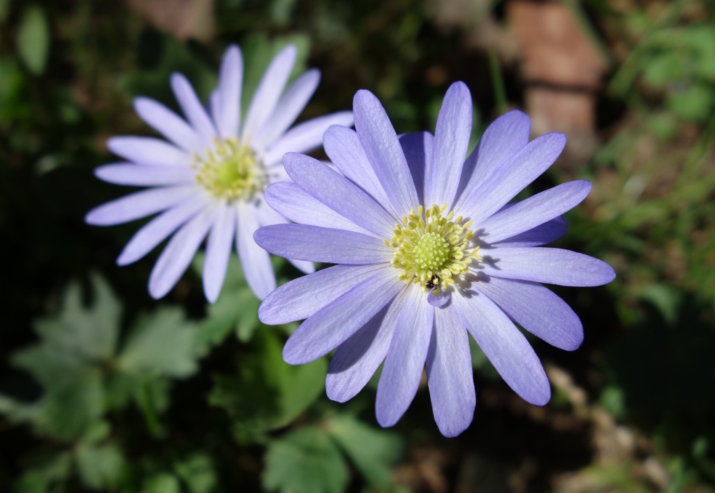 మధుర చిత్రాలు: Spring Blooms - 8 - Grecian Windflower (Greek Anemone)
