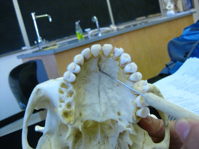 Boned: Human Skull - incisive foramen (of maxilla)