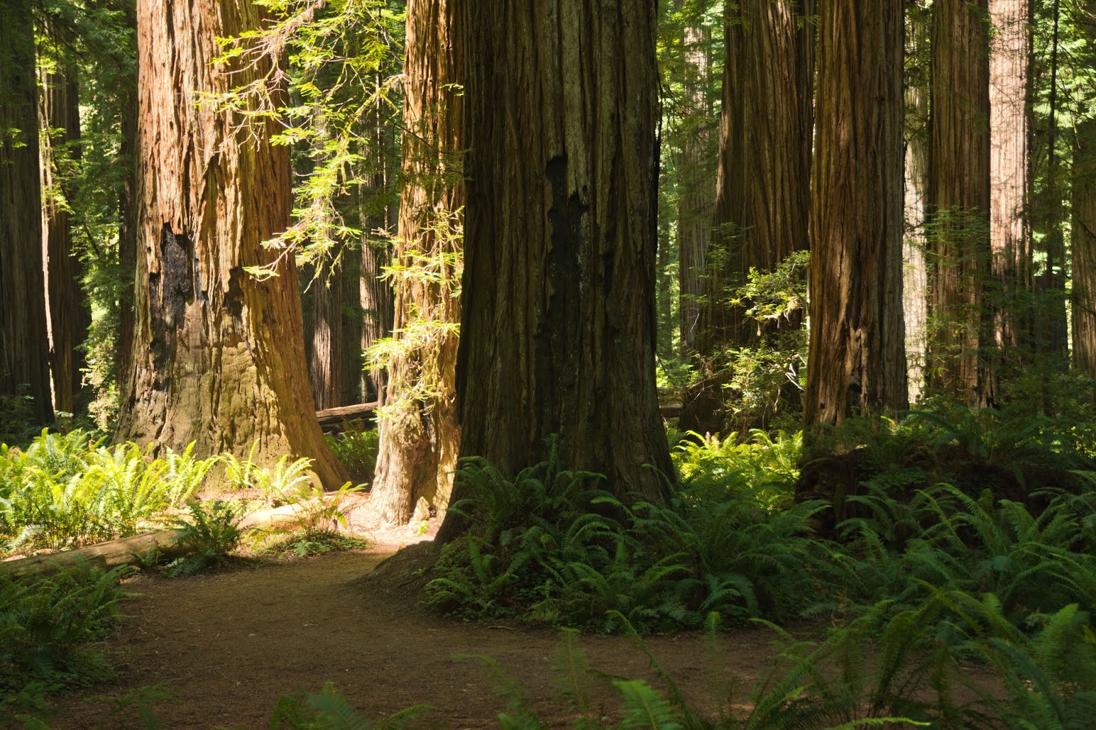 Hiking Shenandoah: Stout Grove