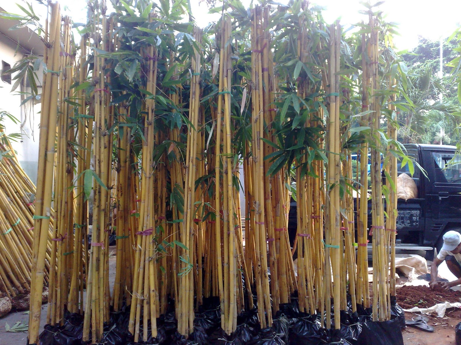 jual bambu panda | bambu kuning