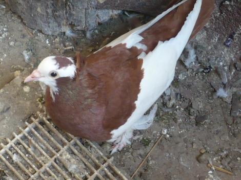 Buga pigeon ( Alföldi buga galamb ) - Pigeons fall