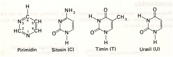 Ekologi Hewan: Asam Nukleat, Mononukleotida, DNA & RNA