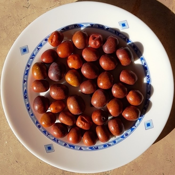 No le digas a mi madre que estoy haciendo fotos: Azufaifa, fruto del ...