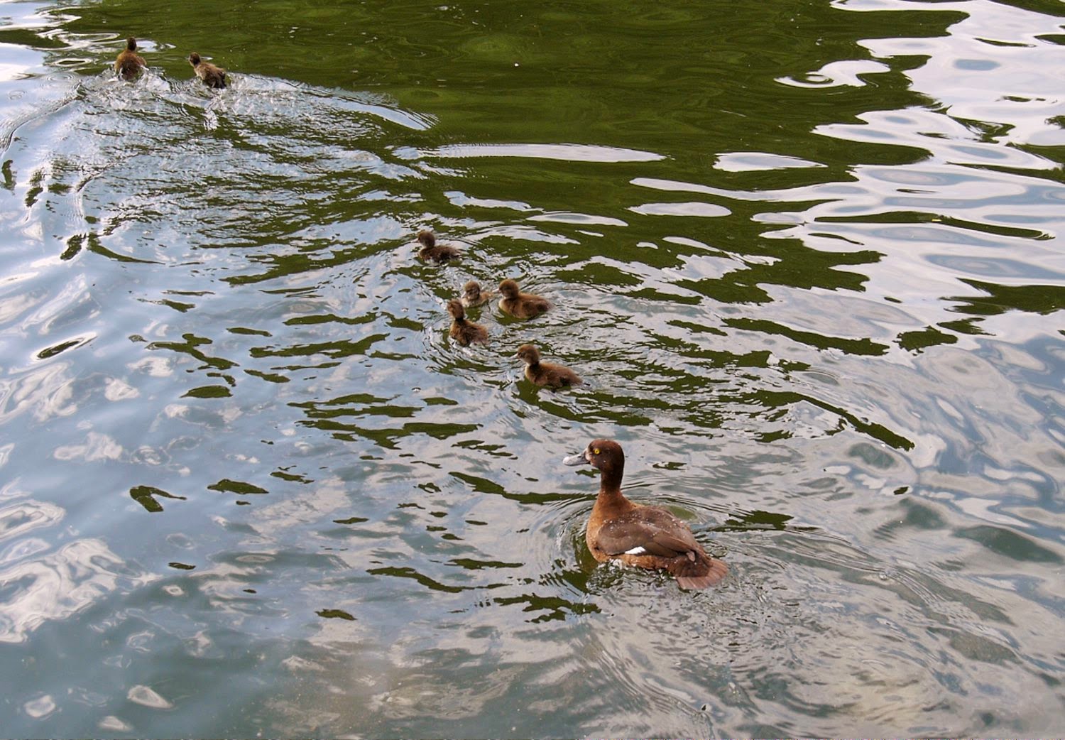 Thames Nature Notes: Ducklings and baby tufted ducks