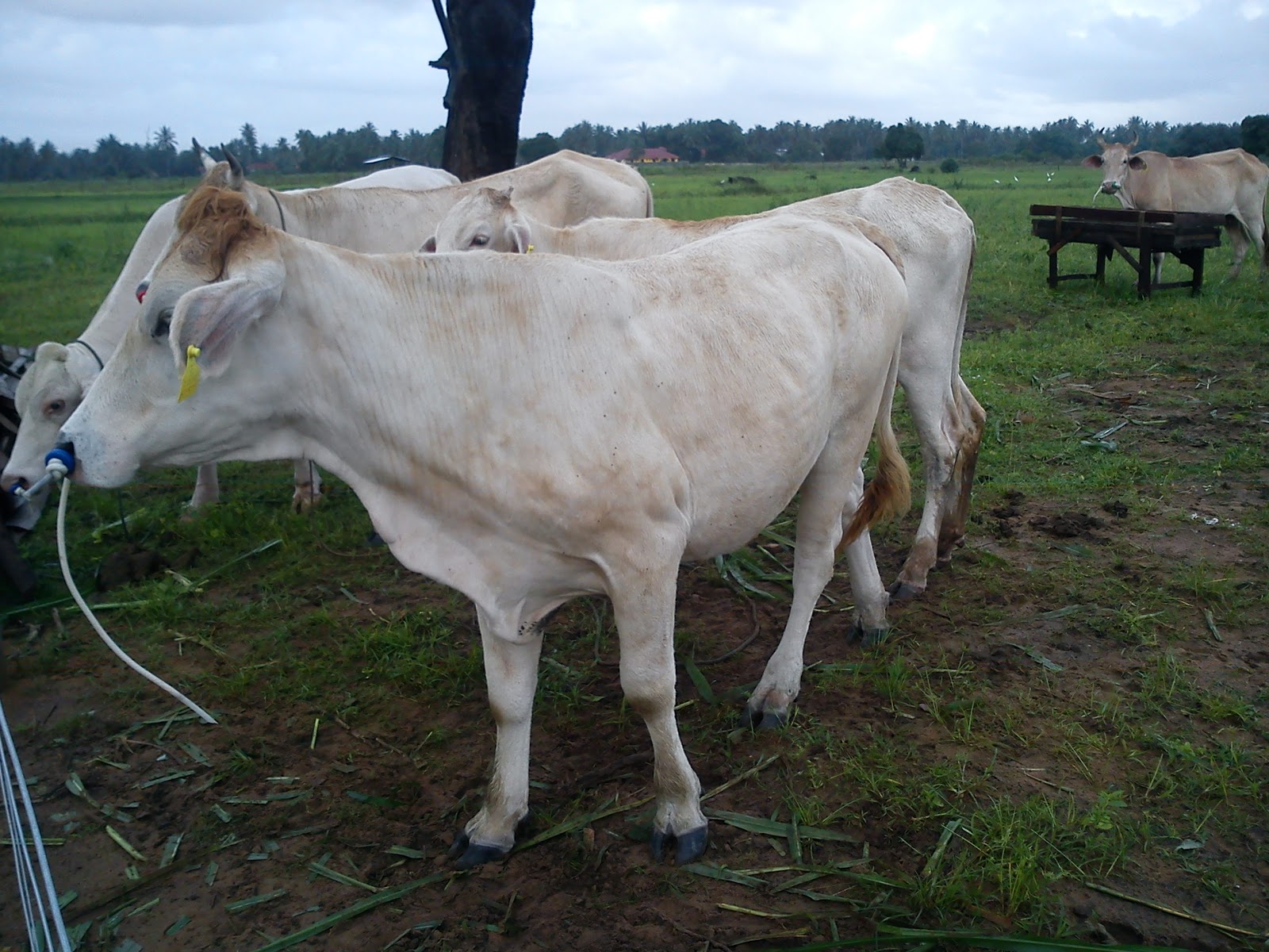 Ladang Ternak Lembu: Lembu-lembu Sekalian