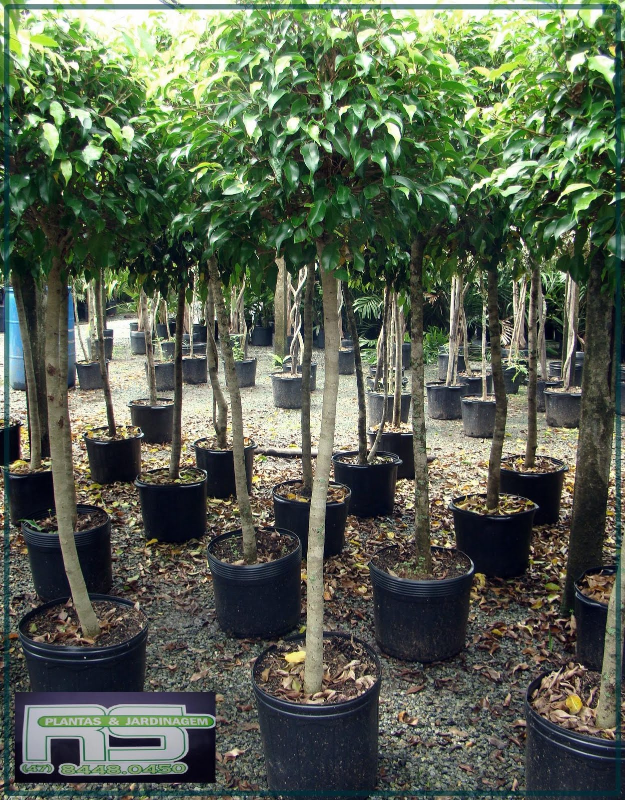 RS Plantas e Jardinagem