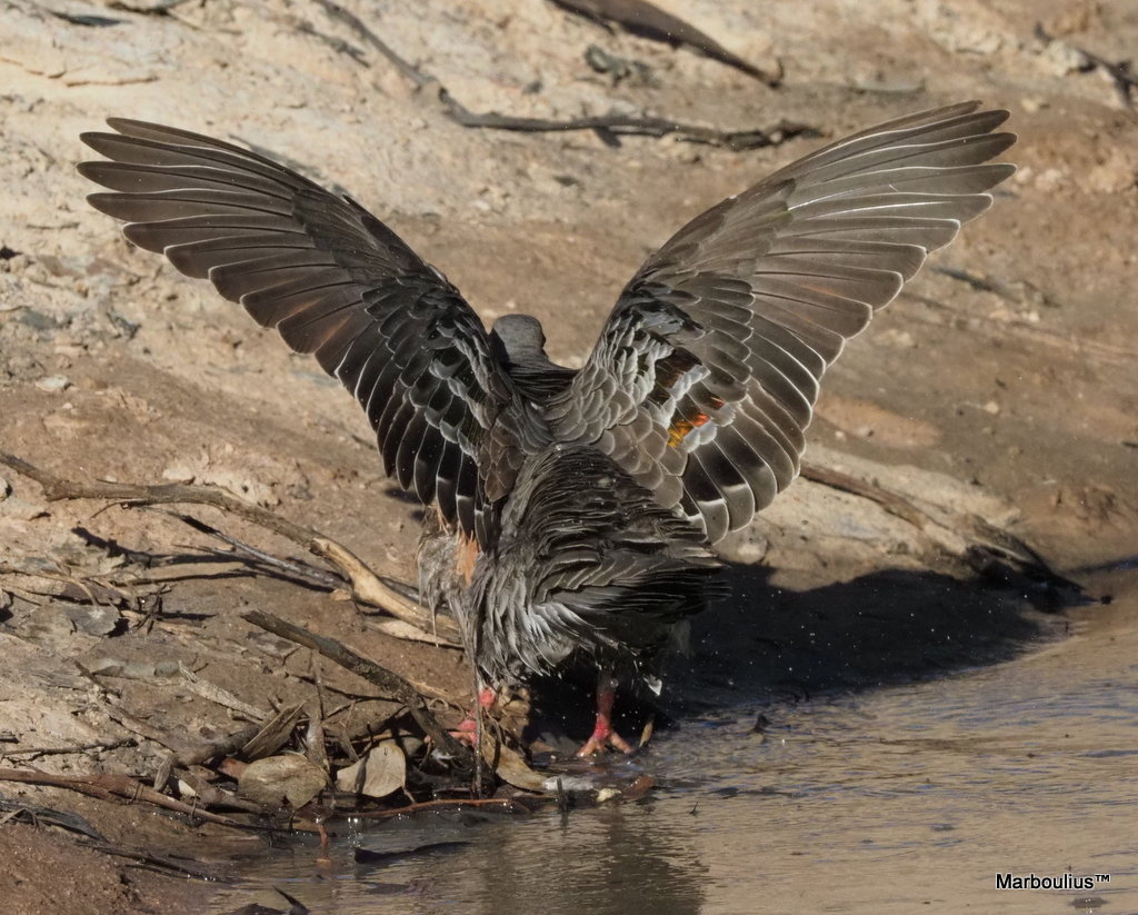Walking and Unwitting Death Trap: September Bird of the Month