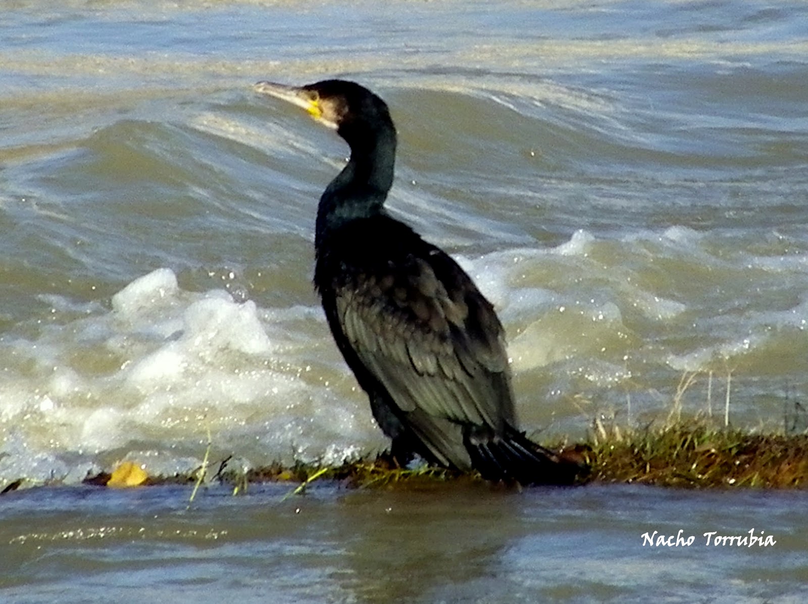 Descubriendo otra Zaragoza: Cormoranes en la mejana