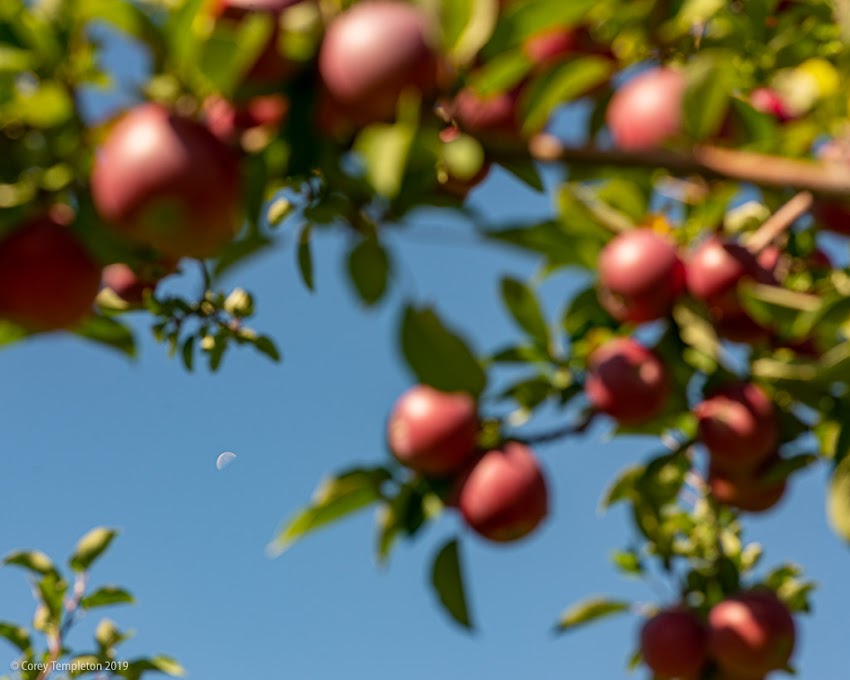 Corey Templeton Photography: Moon Apples
