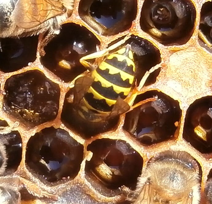 My Bee Journey: Hive #1 robbed