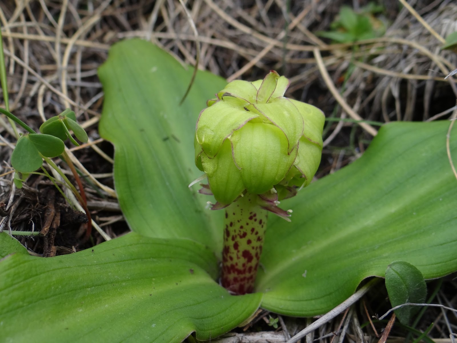 Caerulean Skies: Summer Flowering South African Bulbs