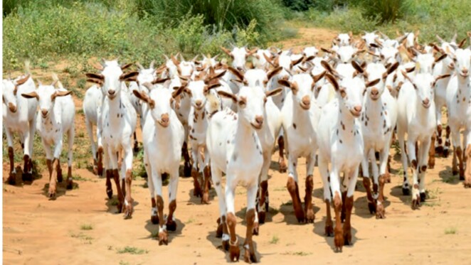 Goat Farming : Main Goat Breeds of Rajasthan For Goat Farming , And ...