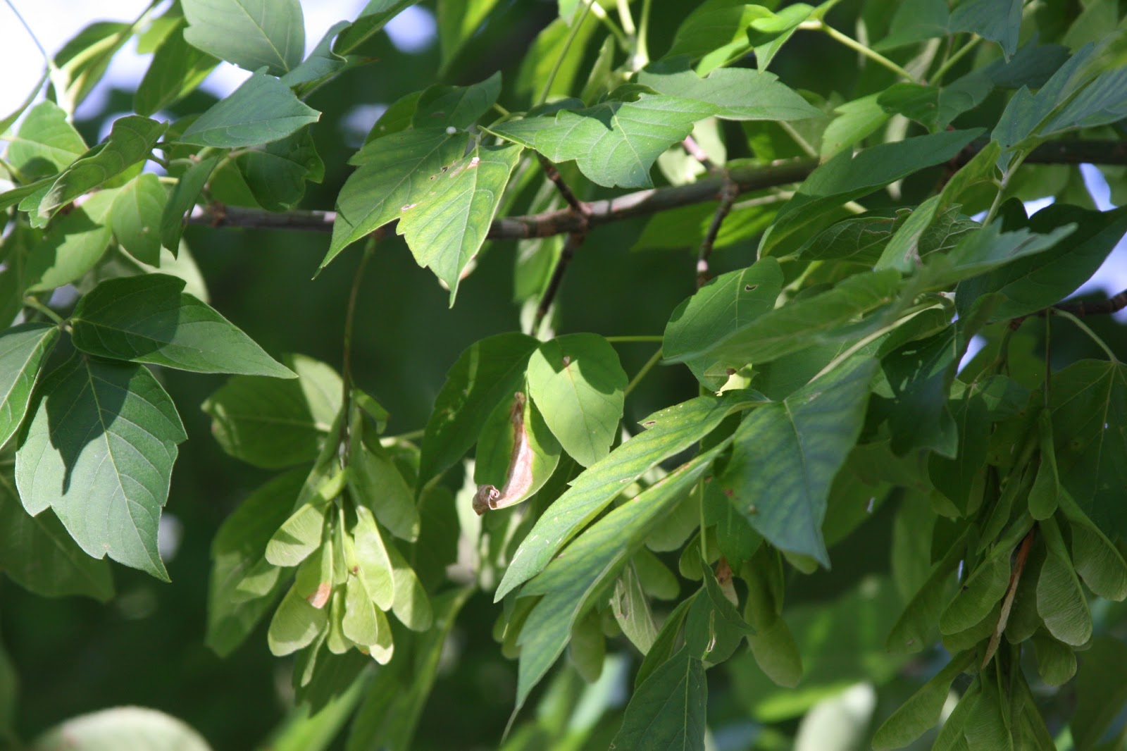 Isabella Conservation District Environmental Education Program: Mid ...