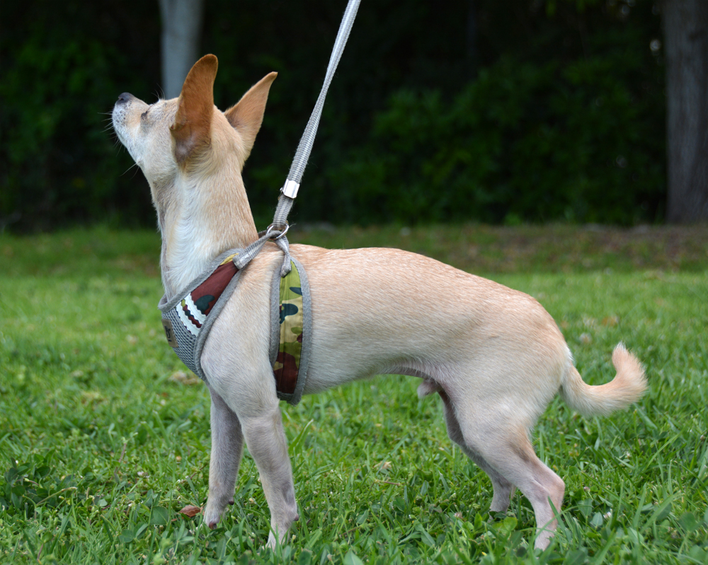 The Dog Geek: Product Review: Dogo EasyGo Camo Harness