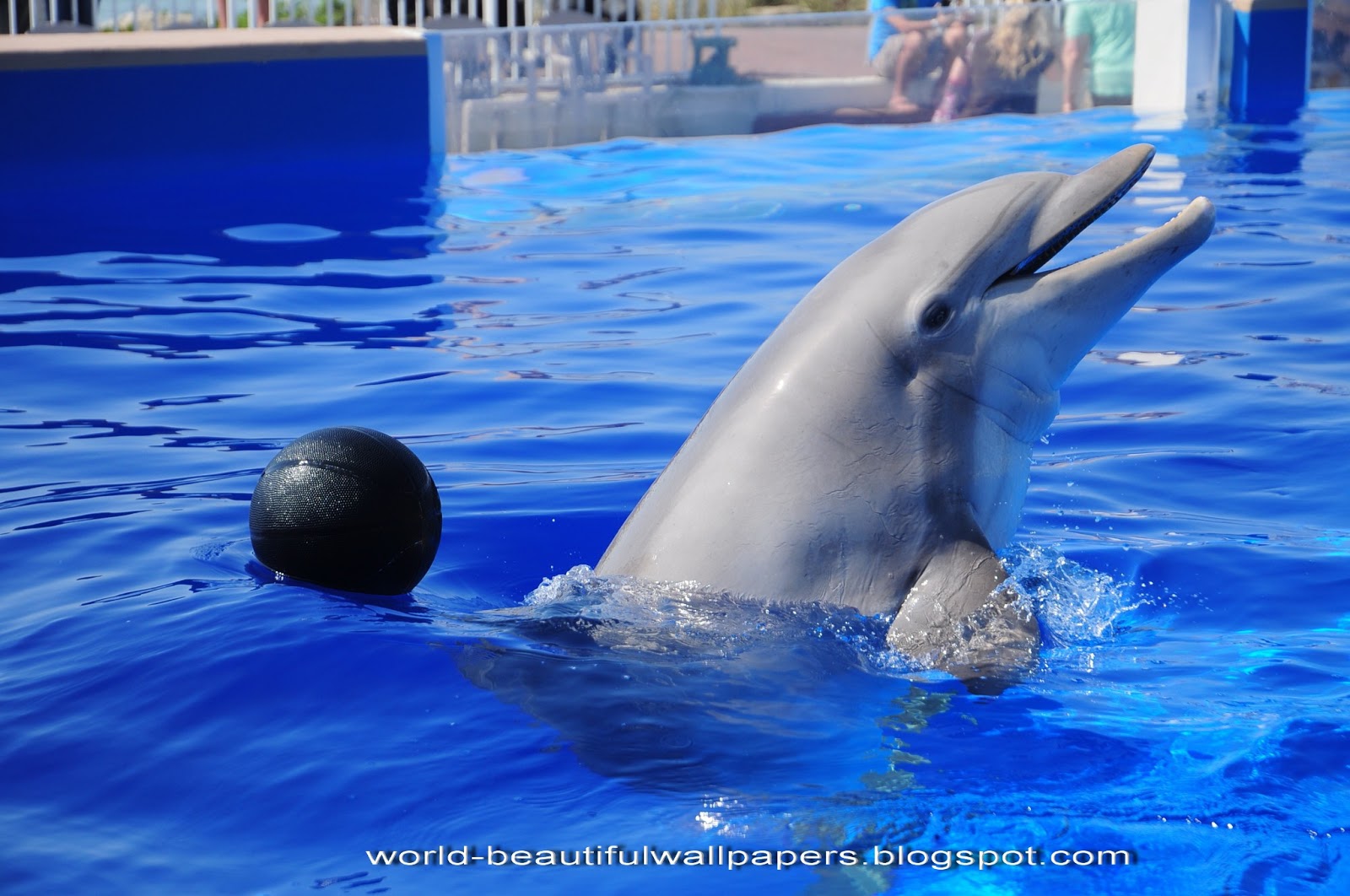 Beautiful Wallpapers: Beautiful Dolphins