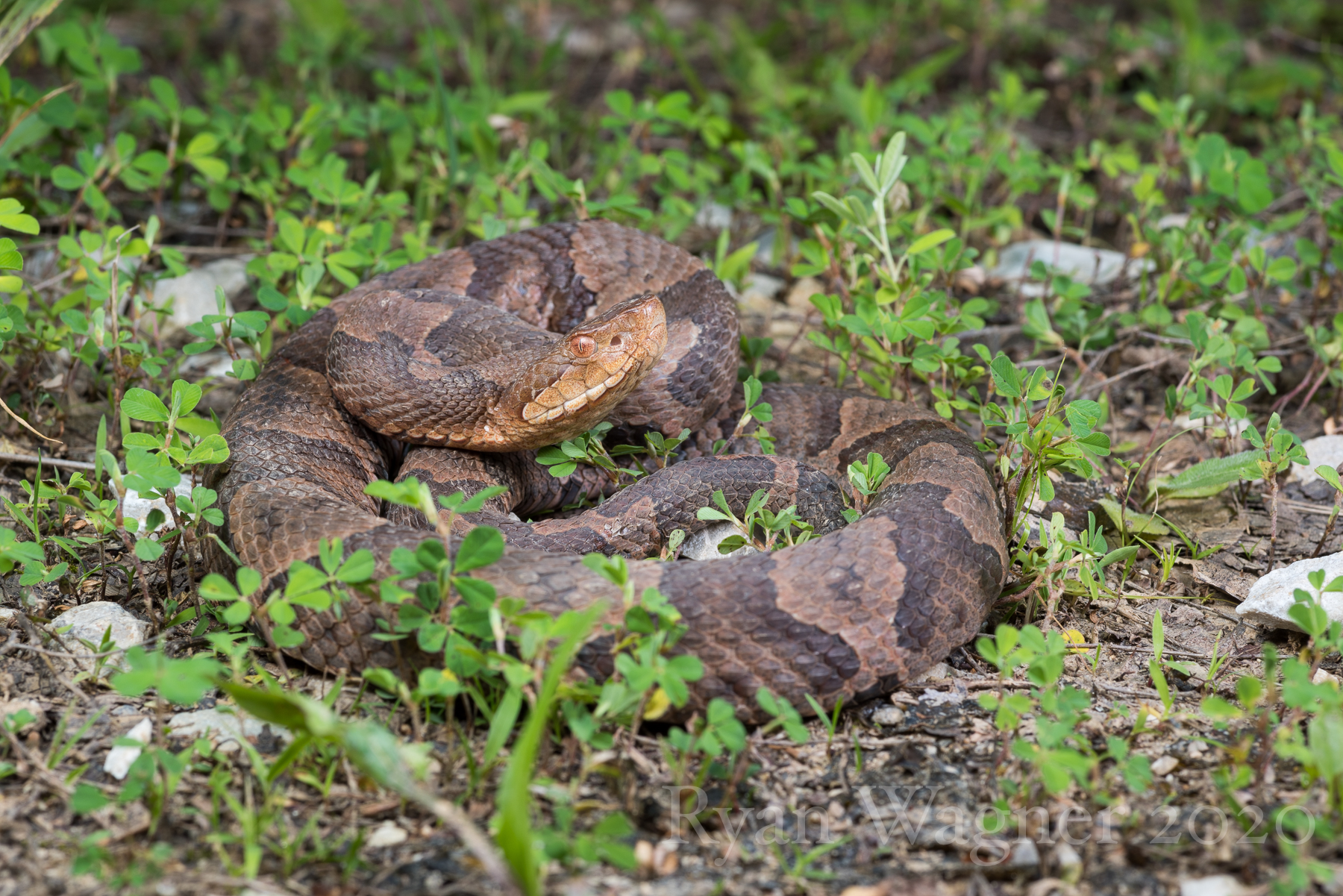 Field Life: Ohio Reptiles and Amphibians, 2020 retrospective