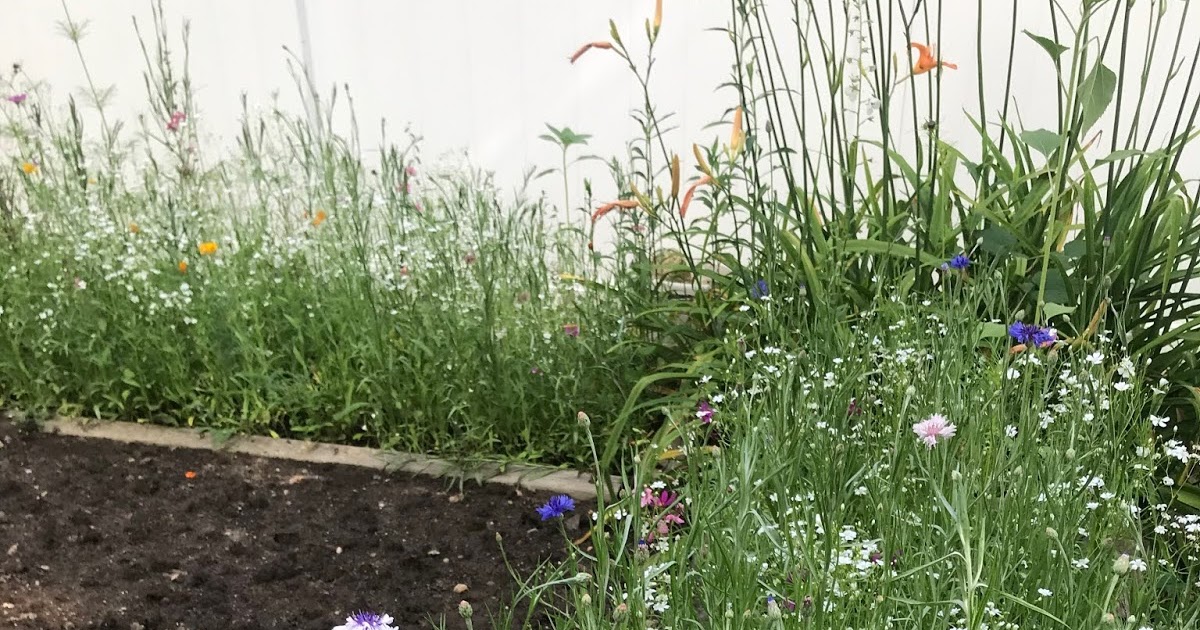 The Happy Amateur Emily Dickinsons Garden