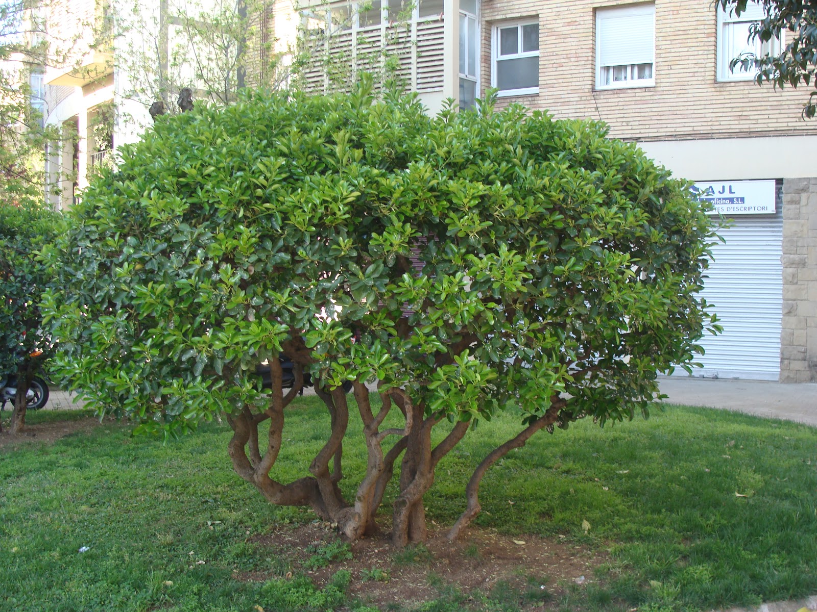 EL RINCON DE UN JARDIN: JARDÍN MEDITERRÁNEO. Euonymus japonica. Evonimo ...