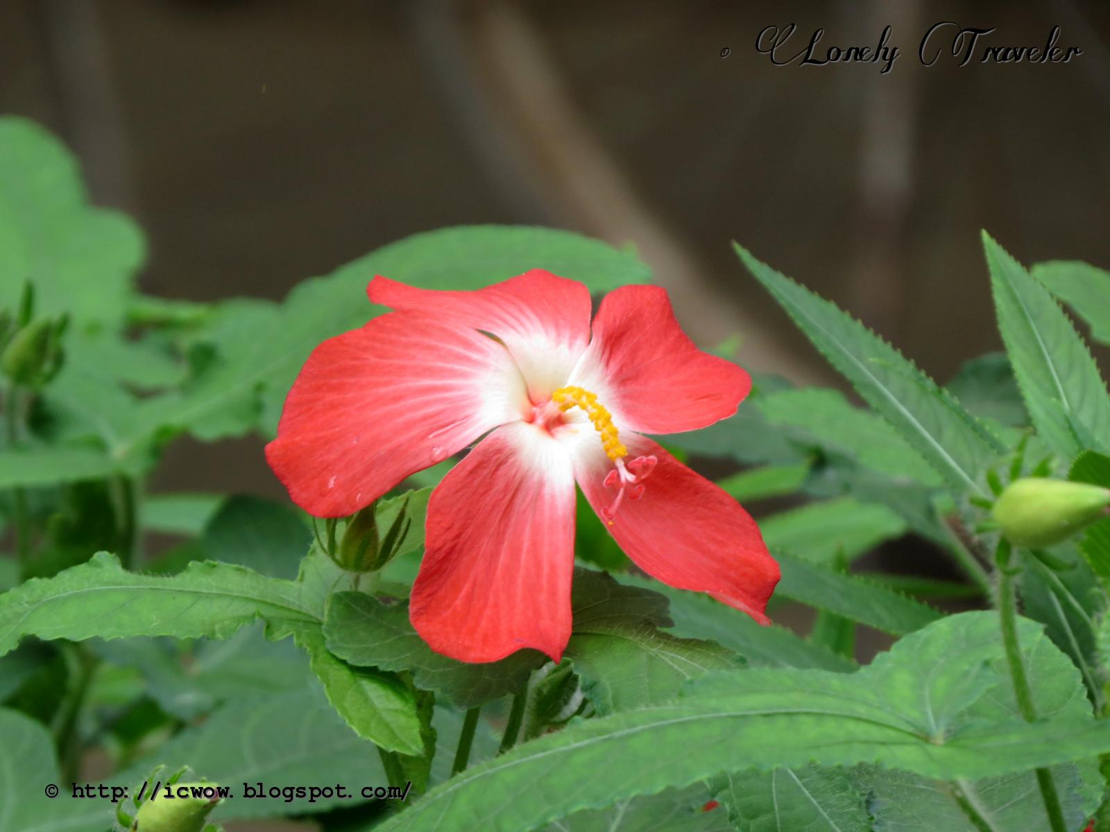 Pink Swamp Mallow - Abelmoschus sagittifolius