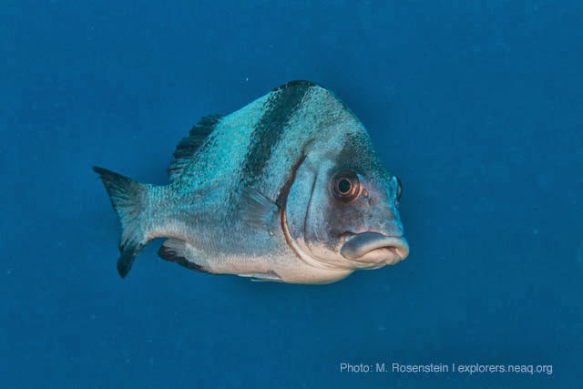 Global Explorers Blog