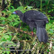 Conoce la Pava Negra | La Pava Negra