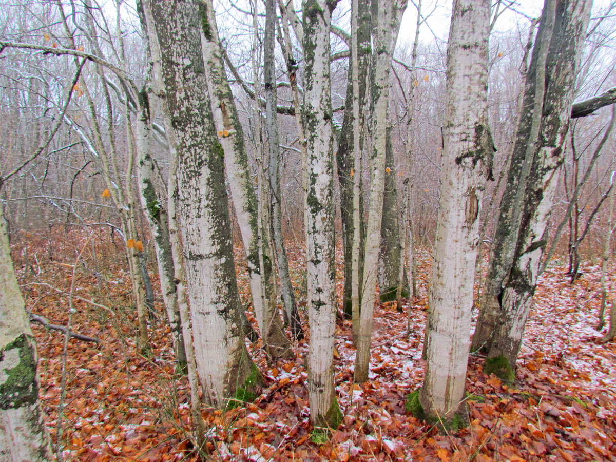 The Agatelady: Adventures and Events: Log Slide to Au Sable Point Hike ...