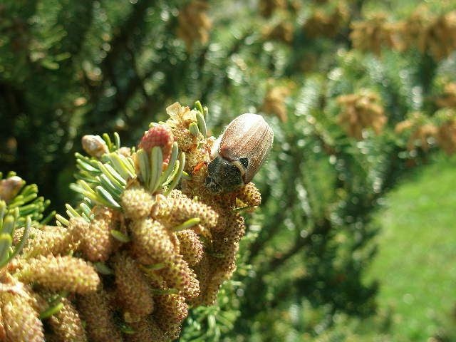 Naseradostiastarosti: Chroust obecný