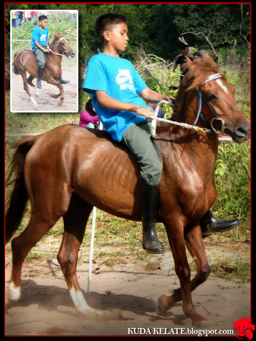 KUDA KELATE: Koleksi Kuda - PADI A