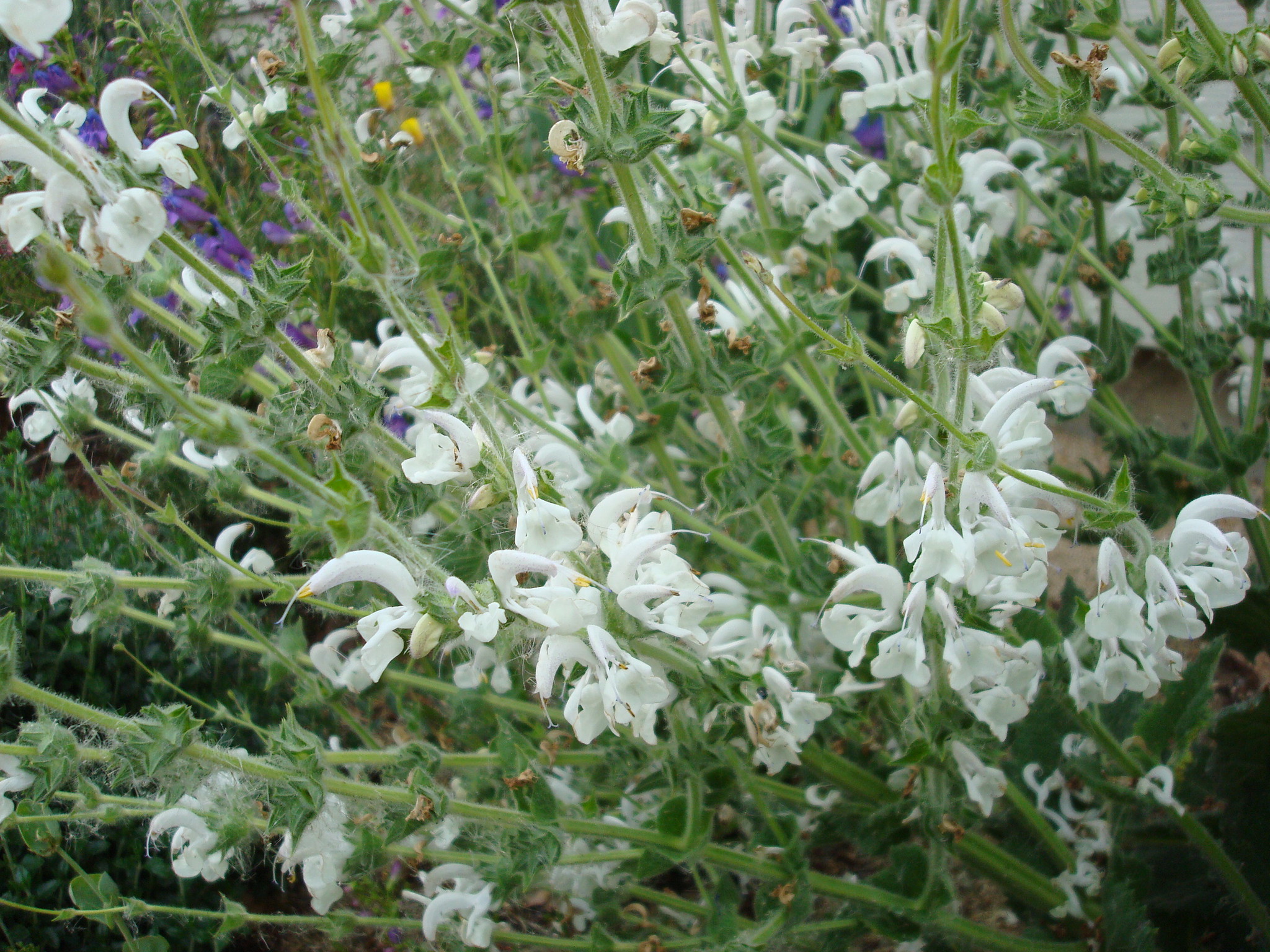 Salvia argentea - Silver sage care and culture | Travaldo's blog