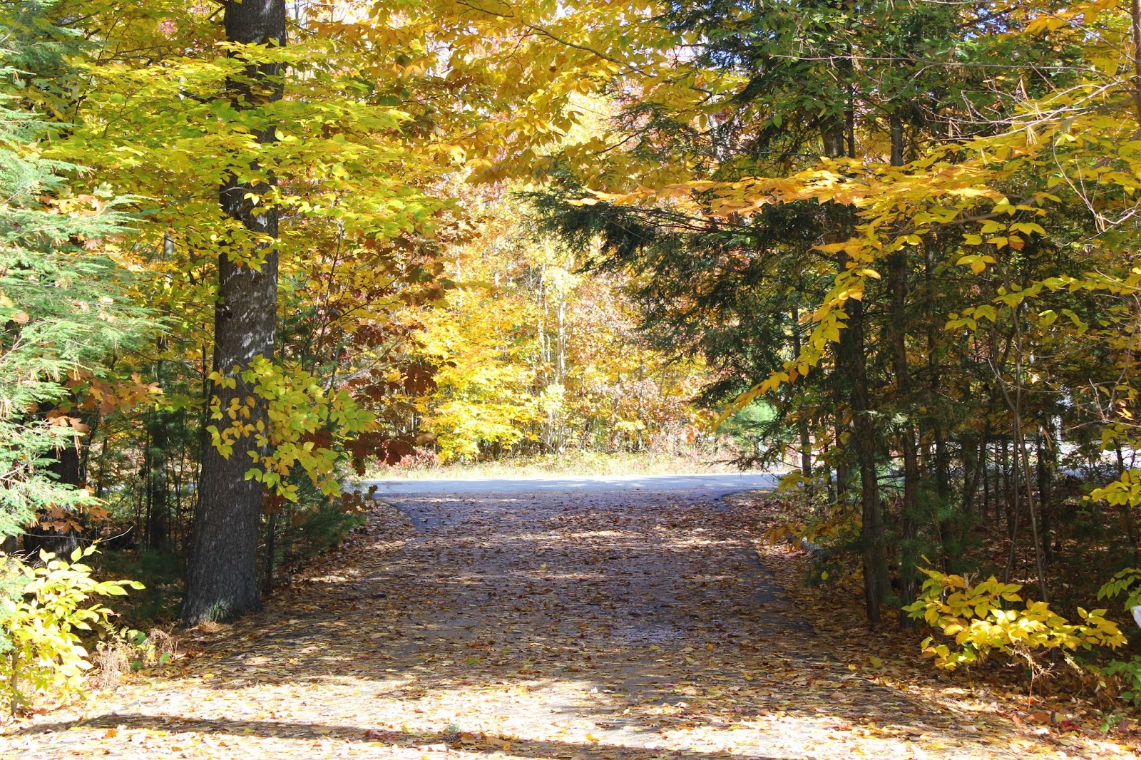 Half-Past Kissin' Time: Letting Go of Fall