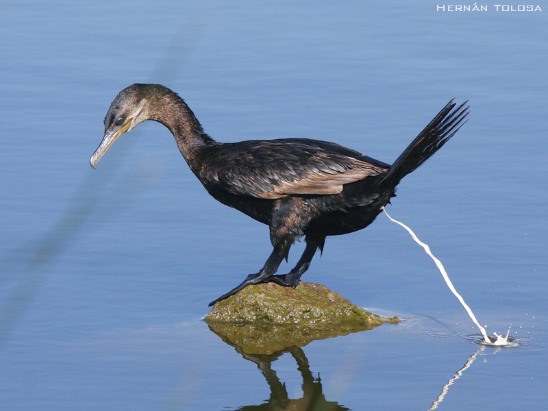 Aves de Argentina: Biguá (Phalacrocorax brasilianus)