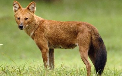 Dhole | Info and Photos | The Wildlife