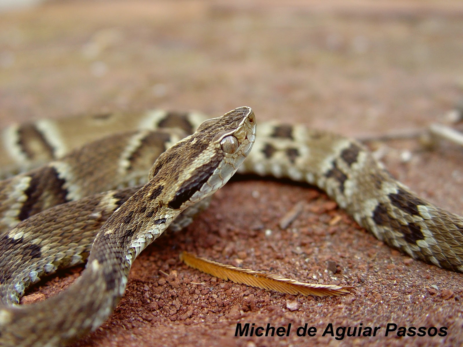 Herpetolife (Inicio): Bothrops jararaca (Wied, 1824)