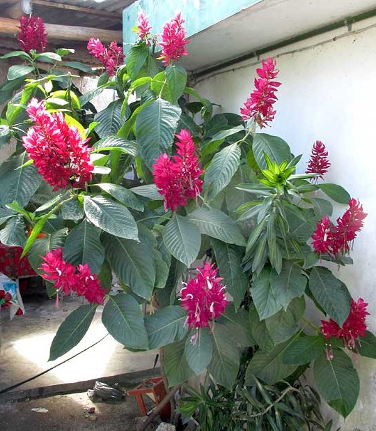 arbustosensevilla-encinarosa: Megaskepasma erythrochlamys / Manto rojo ...