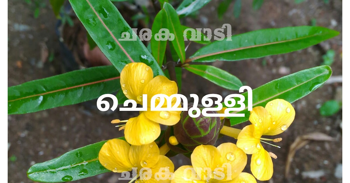 തപോവനം സിദ്ധാശ്രമം - ചരകവാടി | Thapovanam Sidhasramam - Charaka Vaadi ...