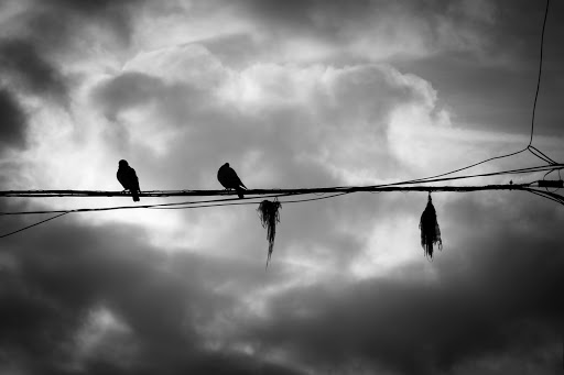 Las Leyes de la Gestalt en Fotografía - Fotolarios