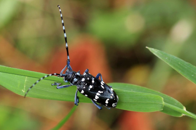 Nicole Bertin Infos: Découverte de capricornes asiatiques sur la ...