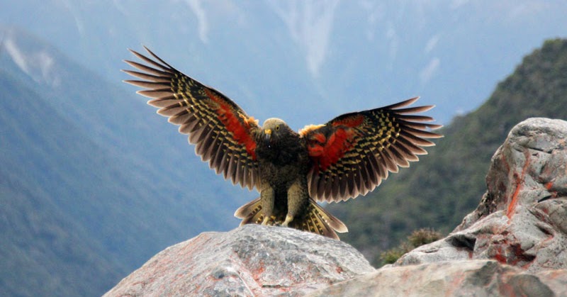 on target shooter nz: KEA GUN -Single Barrelled .410" Shotgun-Pistol