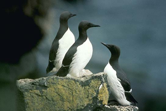 Bio Geo Nerd: Tide Pools