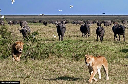Gambar Detik Cemas Apabila Singa Dikejar Kawanan Kerbau Yang Buat Anda ...