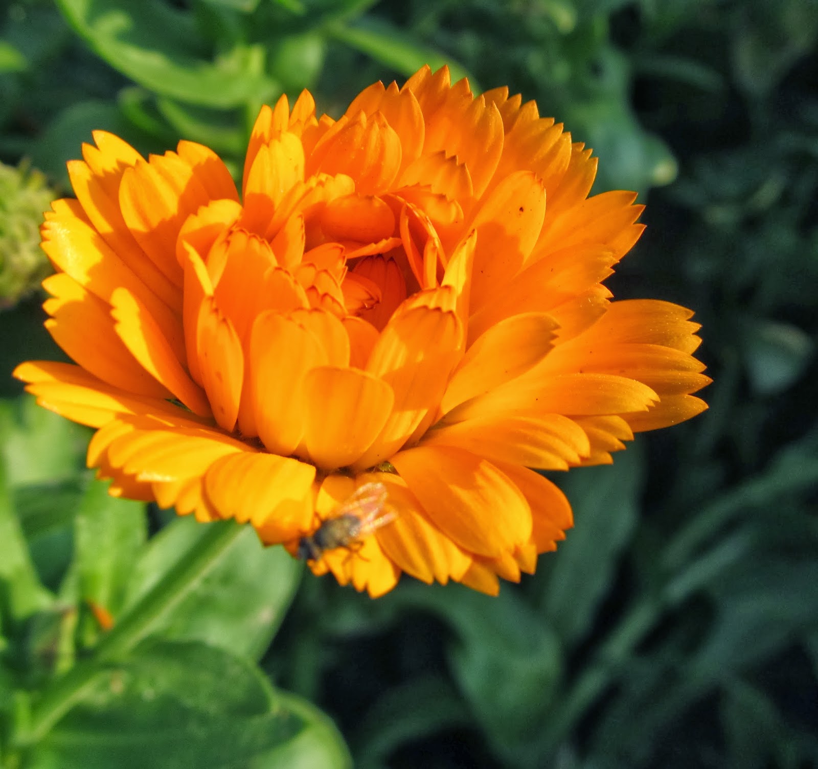 NATURAL & UNIQUE PHOTOGRAPHY: HONEY BEE ON THE CALENDULA FLOWER
