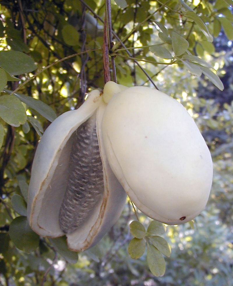 Dispatches from the LP-OP: Singleton tells of unusual Asian fruit that ...