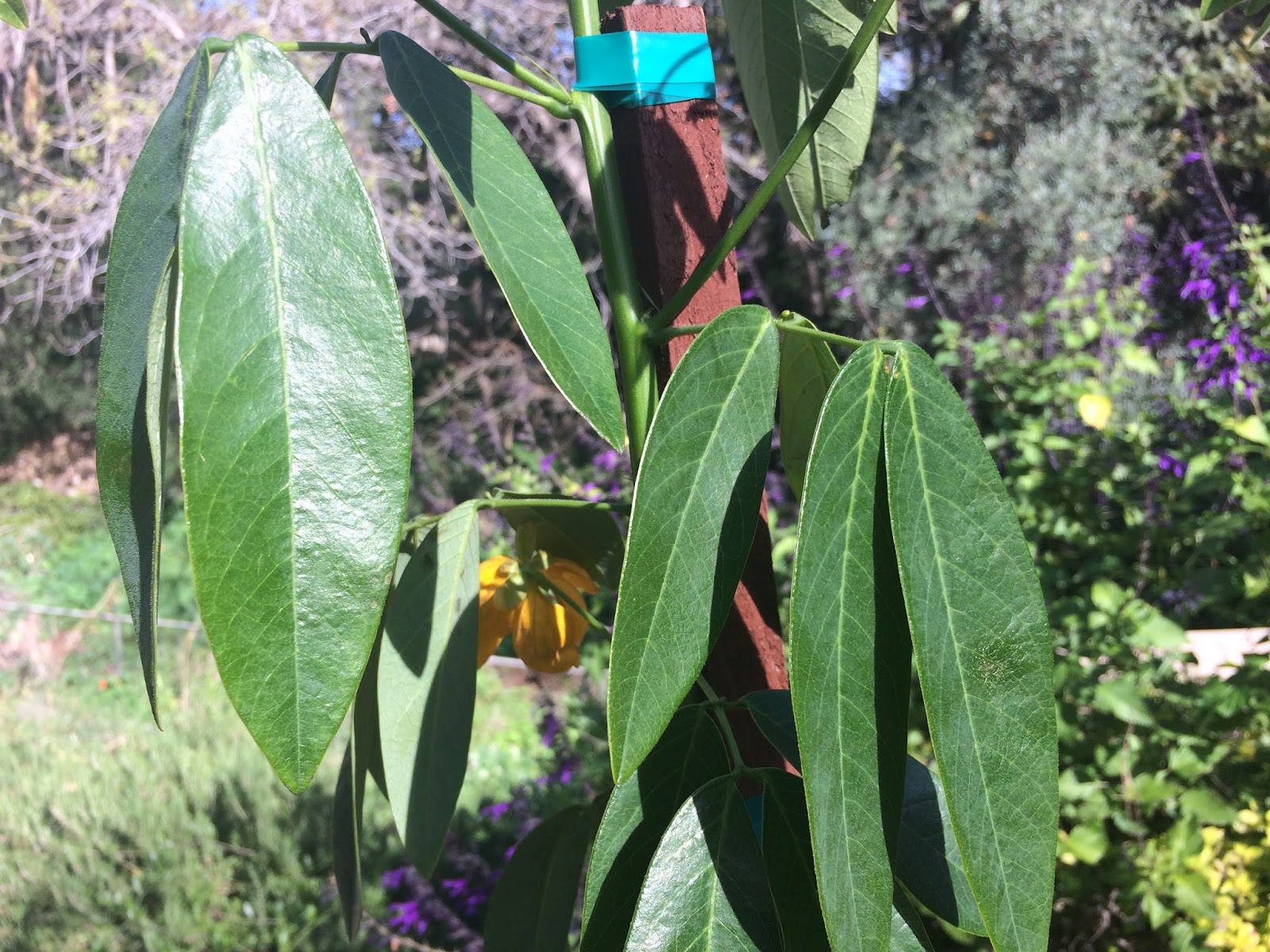 Life Goes Better with Plants : Senna splendida 'Golden'