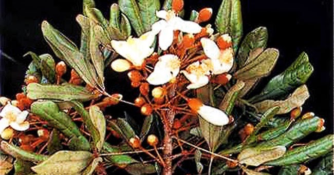 Catuaba: un formidabile tonico