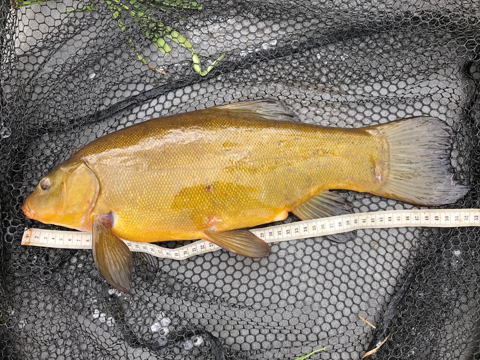 Fiskeligan: Ligarekord på sutare!