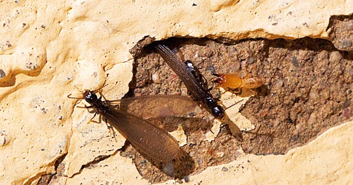 FOTO NATURA HUESCA 2: HOY, LOS FUTUROS REYES TERMITAS SE PREPARAN PARA ...