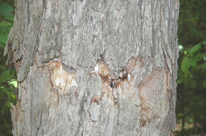 Field Biology in Southeastern Ohio: What's In A Log? Forest Insect Pests!