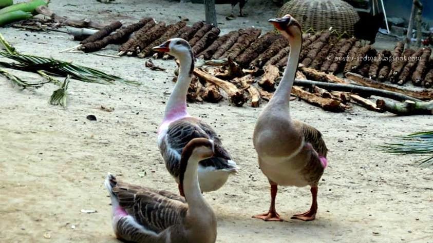 Bangladeshi Beautiful Duck Wallpaper 2015 « Ocean Aroma