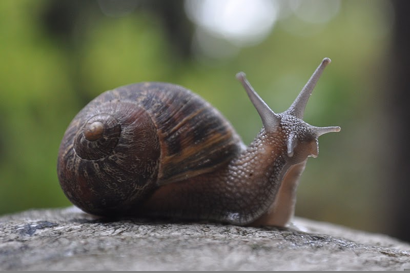 ZOOTOGRAFIANDO (MI COLECCIÓN DE FOTOS DE ANIMALES): CARACOL COMÚN ...